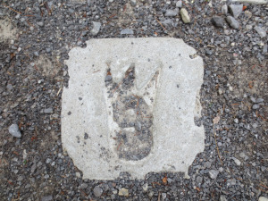 3 Toed Cryptid Footprints - Para-Rational